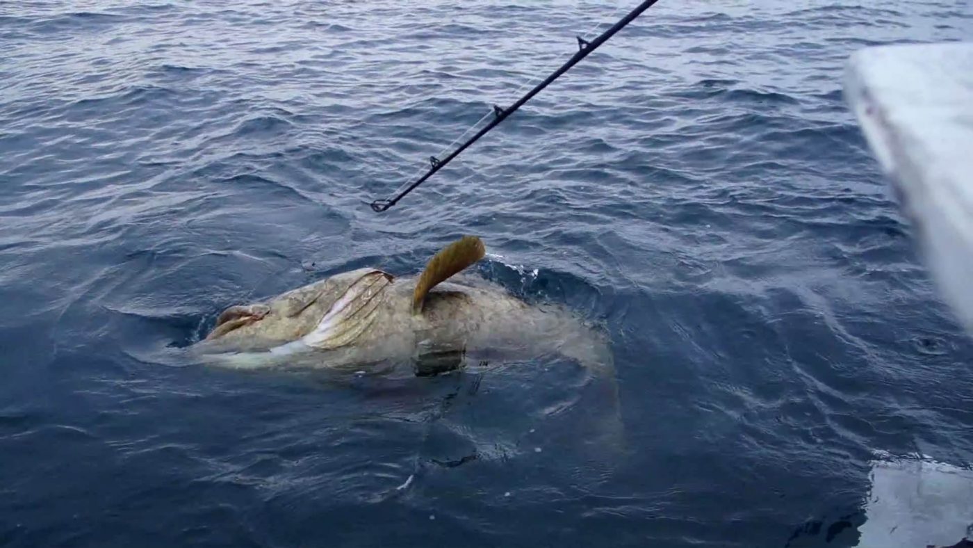 River Monsters Goliath Grouper